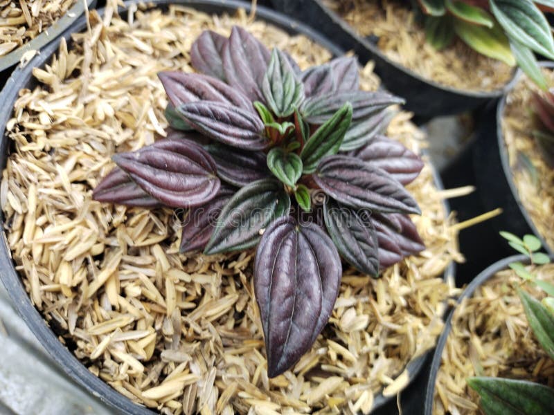 Plant Peperomia Caperata, Can Be Interpreted Indefinitely Stock Photo ...