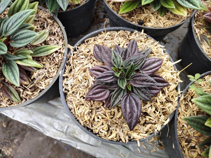 Plant Peperomia Caperata, Can Be Interpreted Indefinitely Stock Photo ...