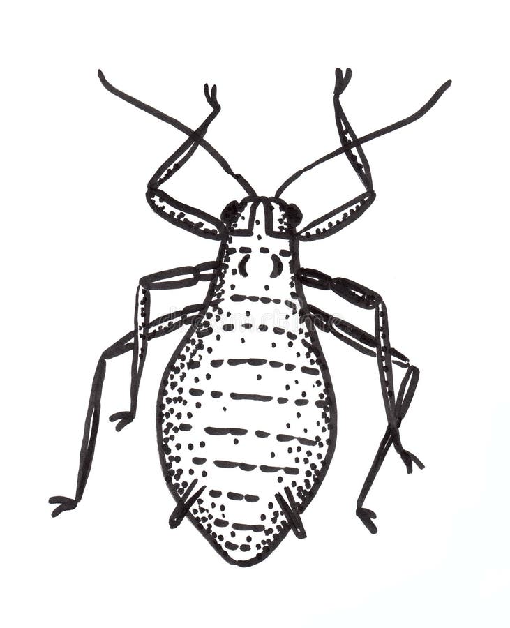 Plant Pest Green Peach Aphid. Drawing Illustration. Stock Illustration ...