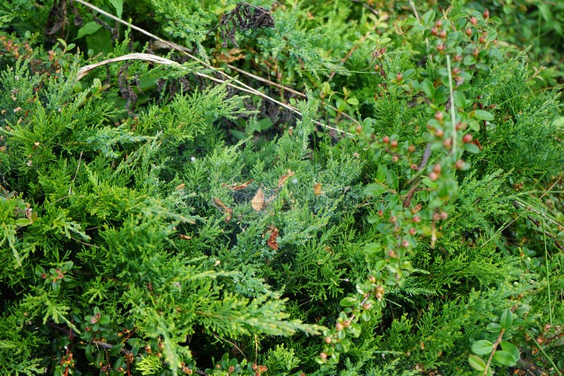 Spider Web on Juniperus Sabina in June. Berlin, Germany Stock Image ...