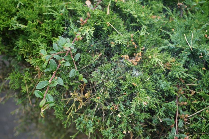 Spider Web on Juniperus Sabina in June. Berlin, Germany Stock Photo ...