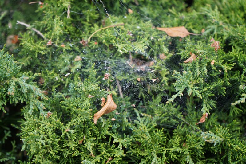 Spider Web on Juniperus Sabina in June. Berlin, Germany Stock Image ...