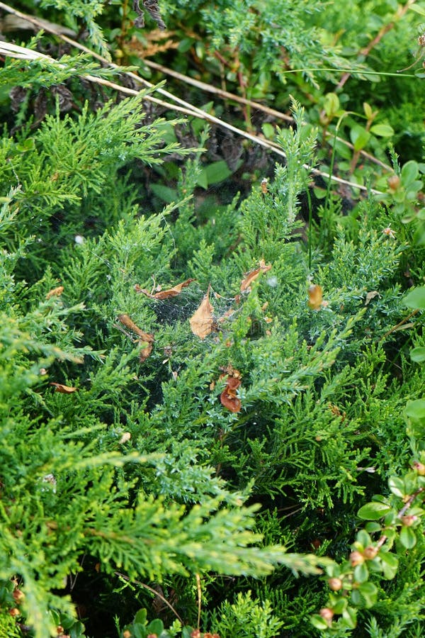 Spider Web on Juniperus Sabina in June. Berlin, Germany Stock Photo ...