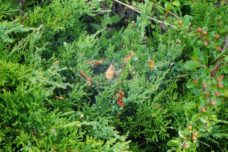 Spider Web on Juniperus Sabina in June. Berlin, Germany Stock Photo ...