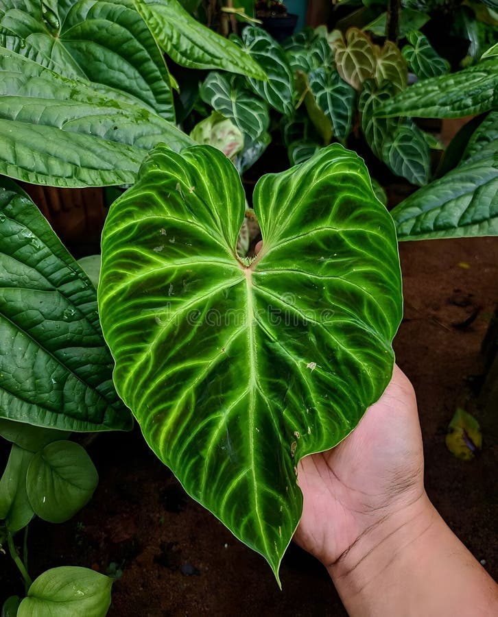 Tropical Plant Philodendron Verrucosum Stock Photo - Image of soil ...