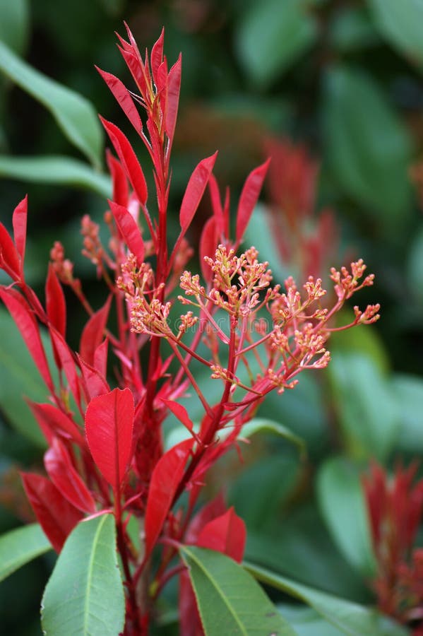 The Plant Photinia Glabra, Japanese Photinia, is a Species in the ...