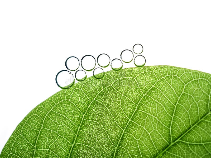 Macro Close Up Image of Plant Leaf Release Oxygen in the Air. Stock ...