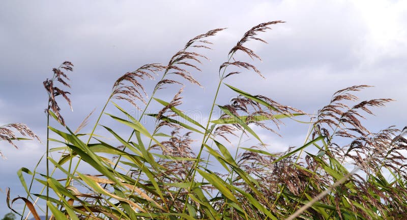 Plant, Phragmites, Grass Family, Sky Stock Photo - Image of grass ...