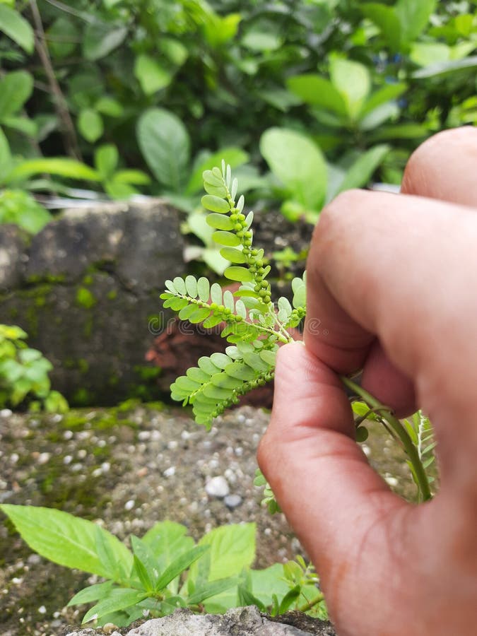 Plant & X28; Phyllanthus& X29; Interesting Features about Phyllanthus ...