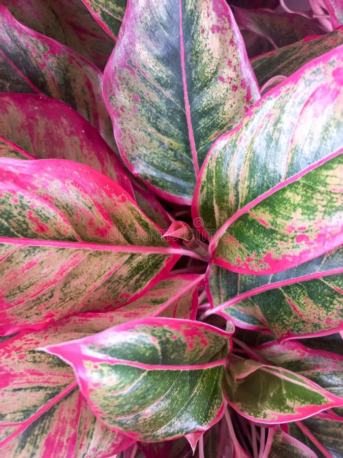 Plant with Pink Leaf Tricolor Mixed Leaf Stock Image - Image of produce ...