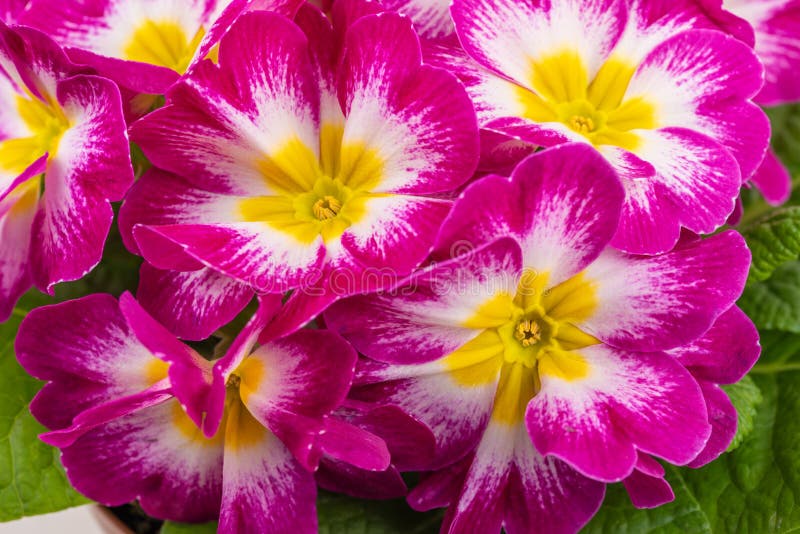 A Plant of Pink Primroses, Macro Close Up Stock Image - Image of ...