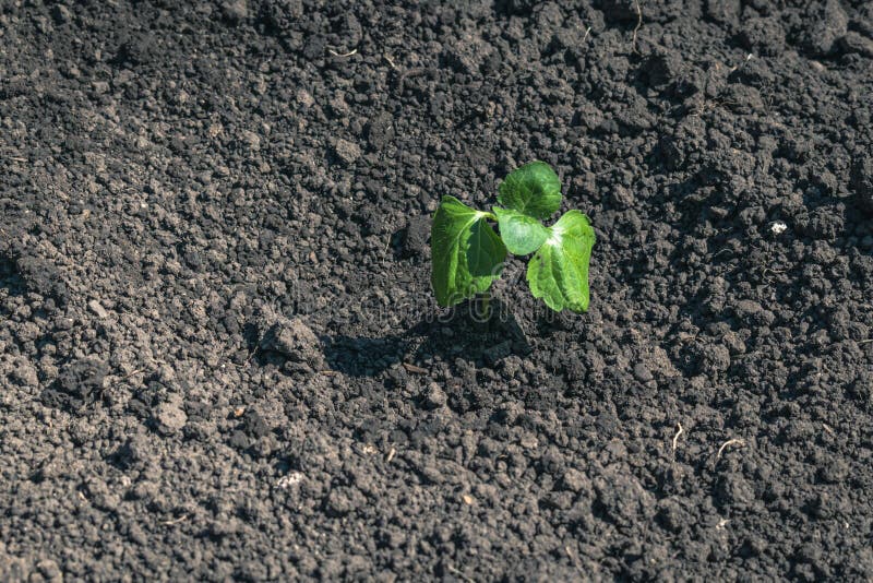 The Plant is Planted in Open Ground Stock Image - Image of ground ...