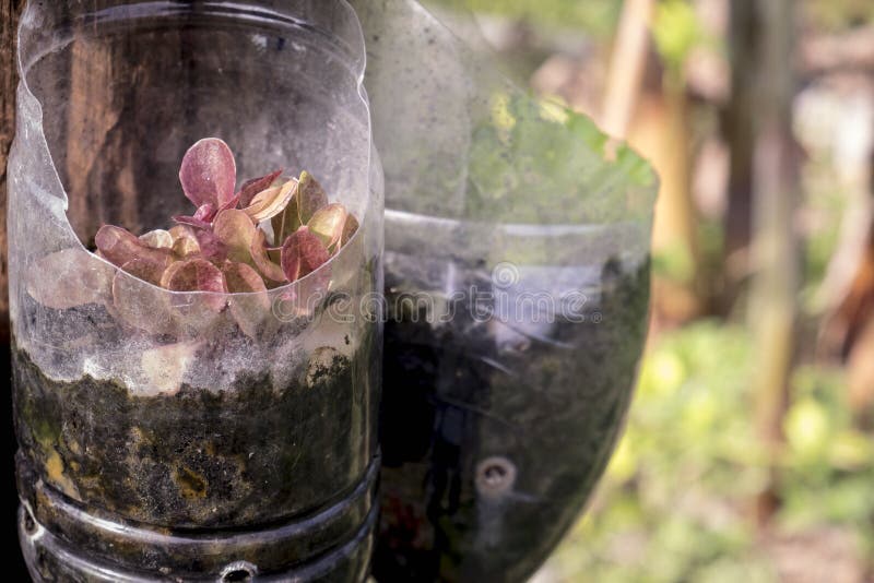 Plant in plastic bottle stock photo. Image of farming - 81110318