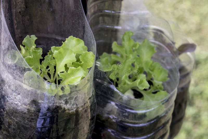Plant in plastic bottle stock photo. Image of ground - 81110688