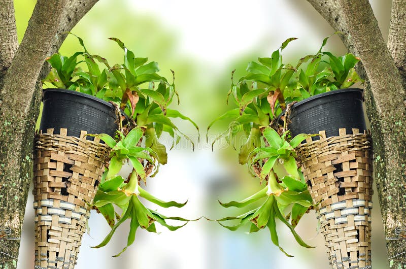 Plant in Plastic Pot Hang on Tree Stock Image - Image of plant, small ...