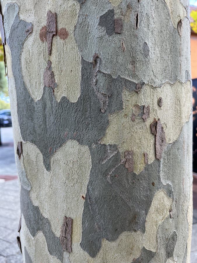 Plant - Platanus tree stock photo. Image of surface - 277441488