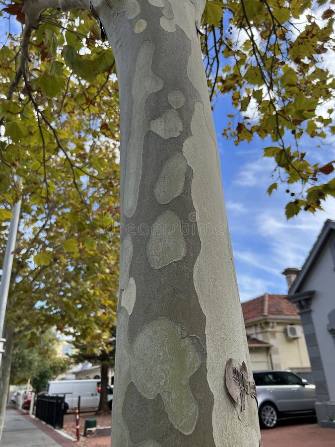 Plant - Platanus tree stock photo. Image of tree, stone - 277441496