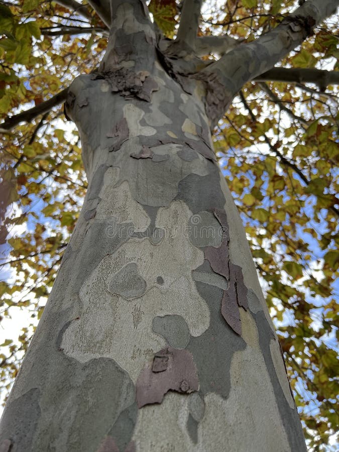Plant - Platanus tree stock image. Image of concrete - 277441507