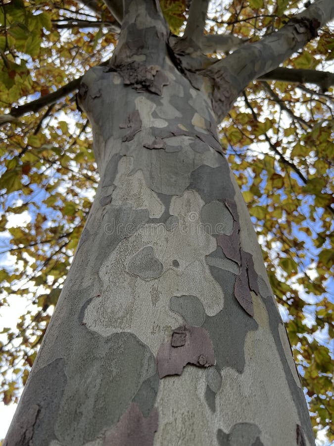 Plant - Platanus tree stock photo. Image of green, surface - 277441508