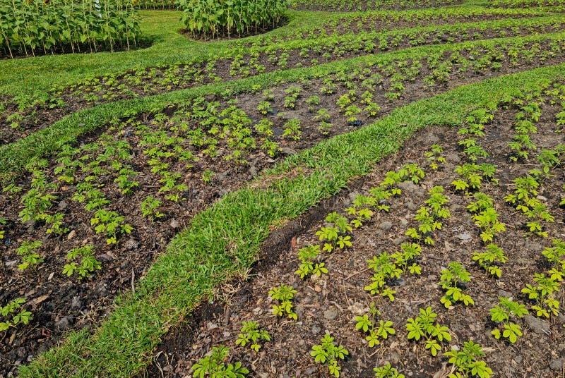 Flower Sprout in Growing Plots Stock Photo - Image of farming, small ...