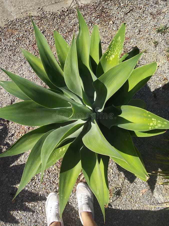 Yukka green stock photo. Image of green, yukka, plant - 113962472