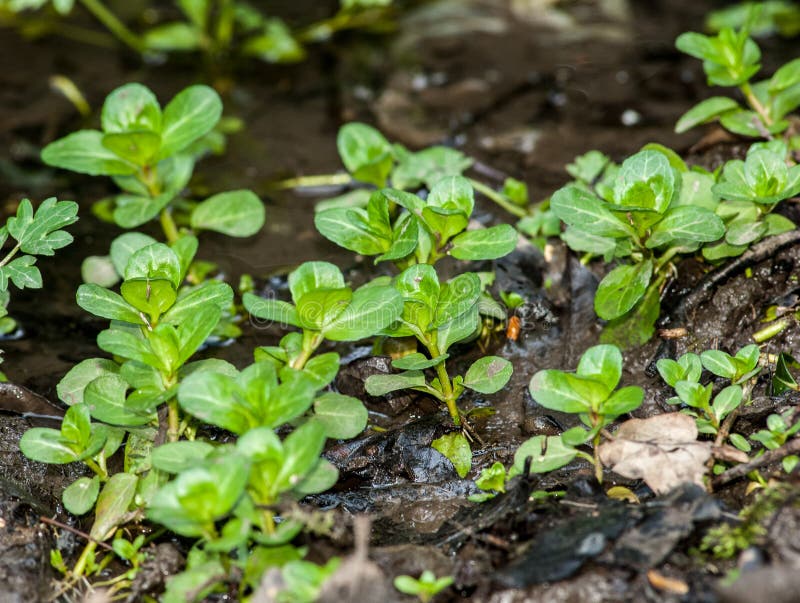 Plant portrait brooklime stock photo. Image of ecology - 51775688