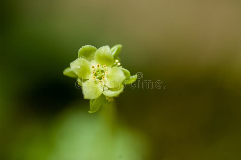 Plant portrait moschatel stock image. Image of moschatellina - 53030233
