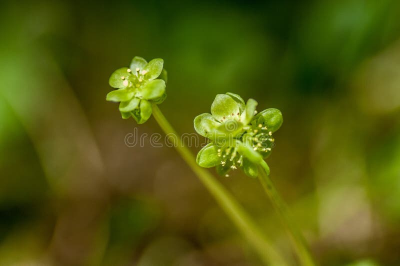 Moschatel stock image. Image of small, adoxaceae, flower - 185652939