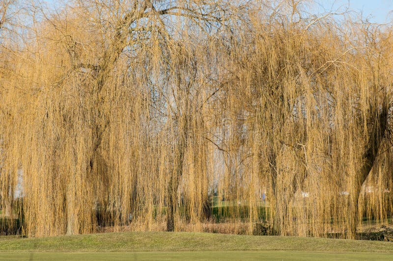 Plant Portrait - Weeping Willows Stock Photo - Image of flora, portrait ...