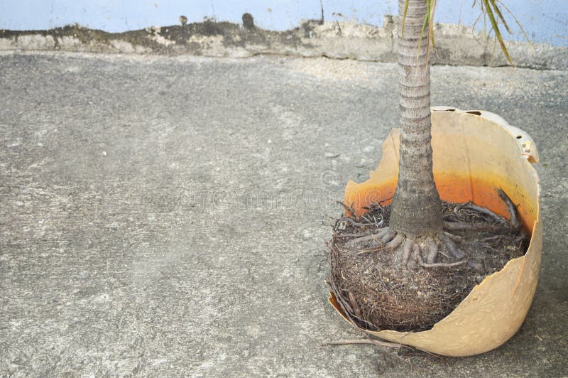 The Plant Pot is so Broken that the Roots of the Plant are Visible ...