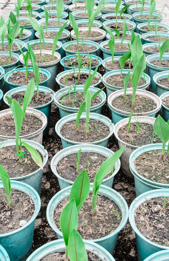 Plant in Pot cultivation stock image. Image of cultivate - 41989163