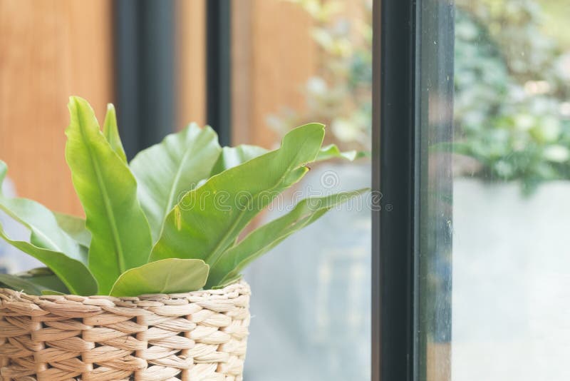 Plant Pot Decorated Near Windows Stock Photo - Image of white, living ...
