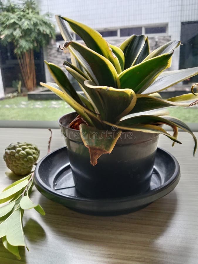 A Plant in a Pot with a Glass Background of a Building and Garden Stock ...