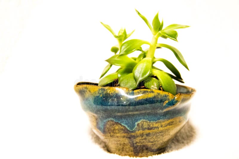 A plant pot isolated stock image. Image of ceramic, green - 166390307