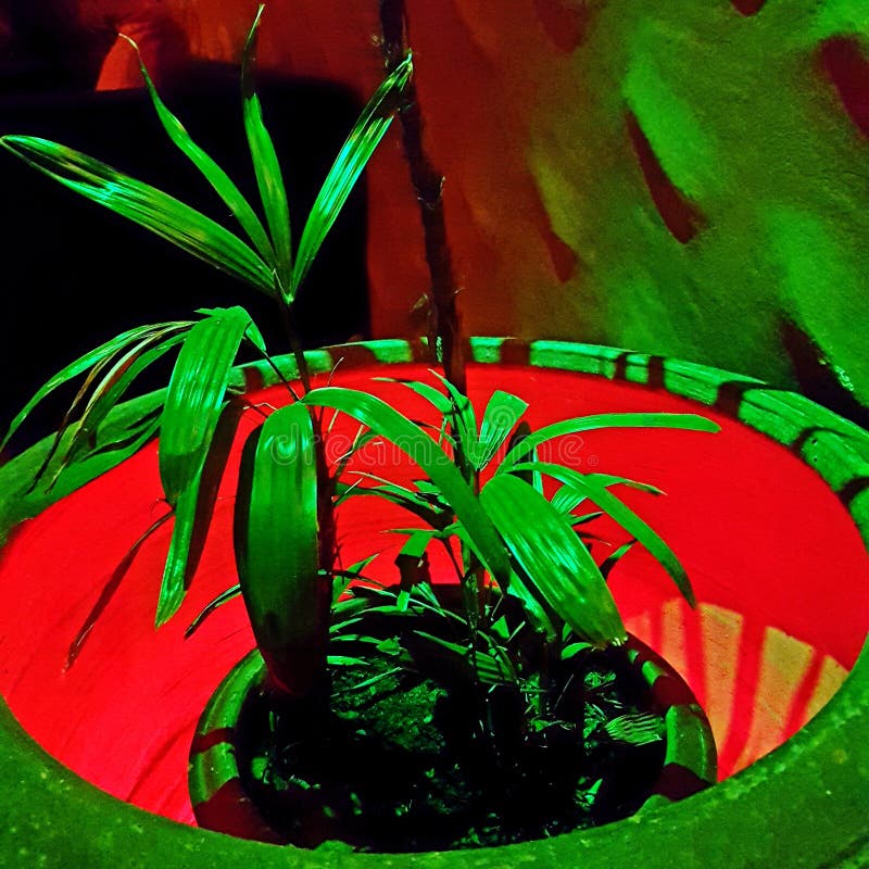The Plant Pot and Red Light Inside and Green Out. Stock Photo - Image ...