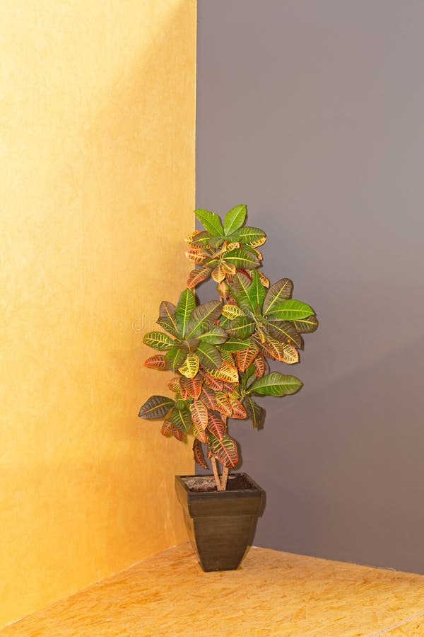 Plant Pot Corner stock photo. Image of plant, green - 202391170