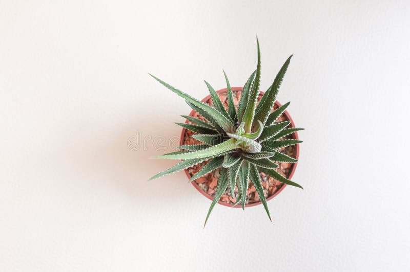 Plant in Pot stock image. Image of foliage, botany, houseplant - 53120879