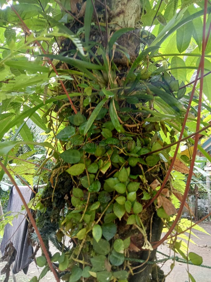 Plant Produce Food Tree Flower Fruit Shrub Leaf Stock Image - Image of ...