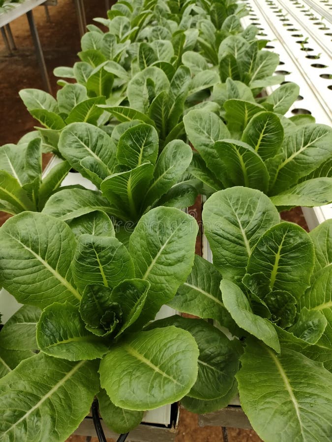 Plant produce, lettuce stock photo. Image of dish, soil - 358132332