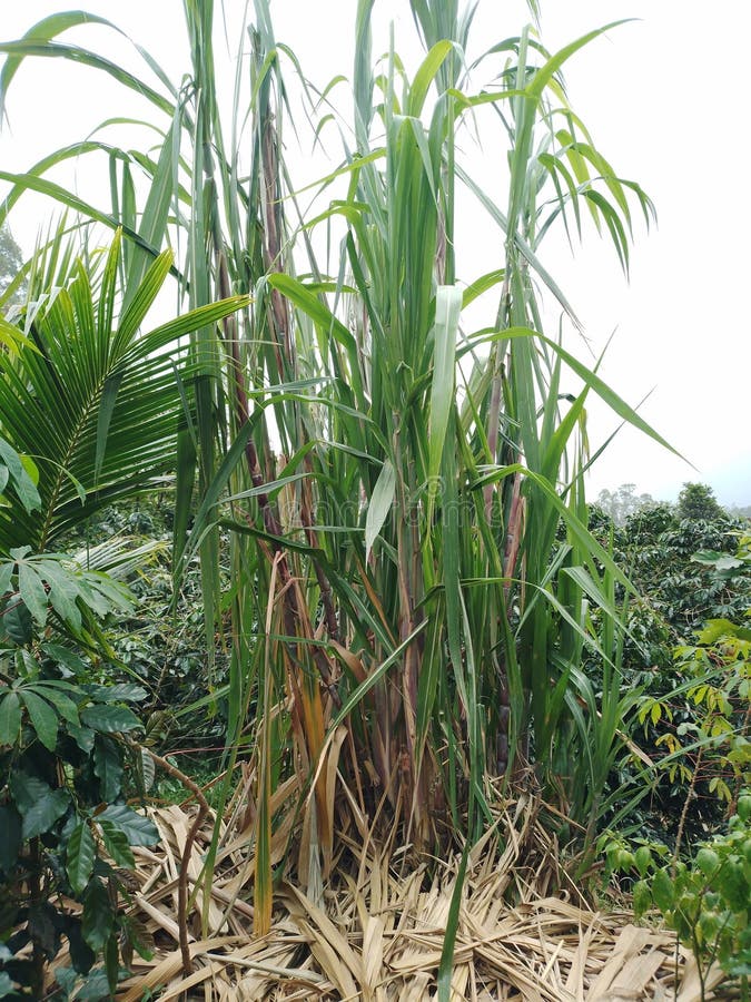 This is a Plant that Produces Sugar and Flavoring Stock Photo - Image ...