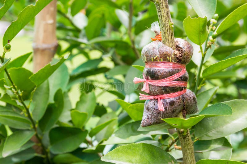 Plant Propagation Background Stock Photo - Image of growth, protection ...