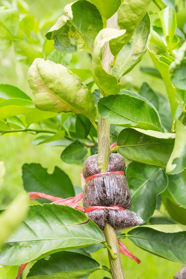 Plant Propagation Background Stock Photo - Image of green, rooting ...