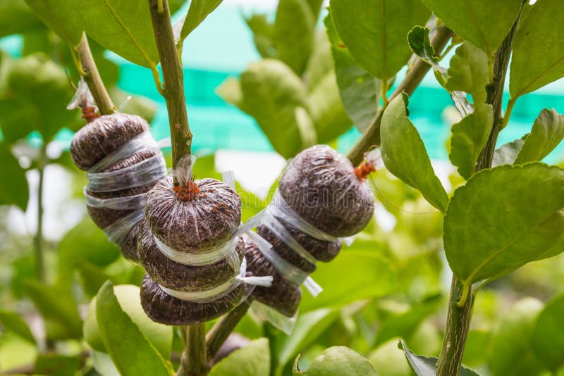 Plant Propagation Background Stock Image - Image of rooting, growing ...
