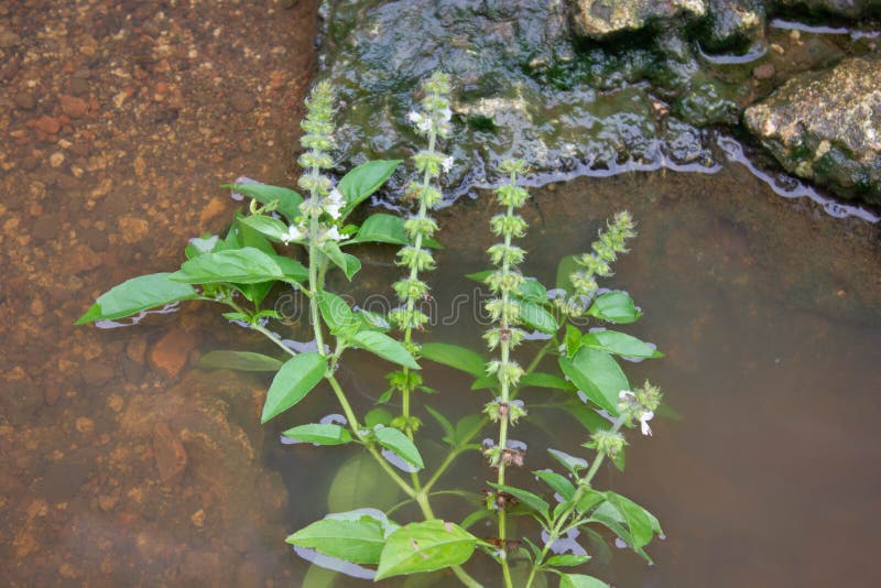 Plant in a puddle stock photo. Image of branch, garden - 211775344