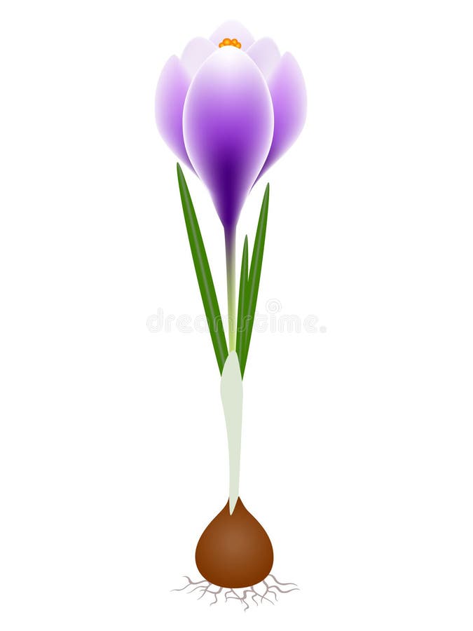 Crocus Evolution Stock Illustrations – 38 Crocus Evolution Stock ...