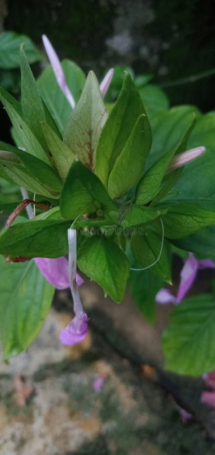 Plant with Purple Flower and Lush Leave Stock Photo - Image of leave ...