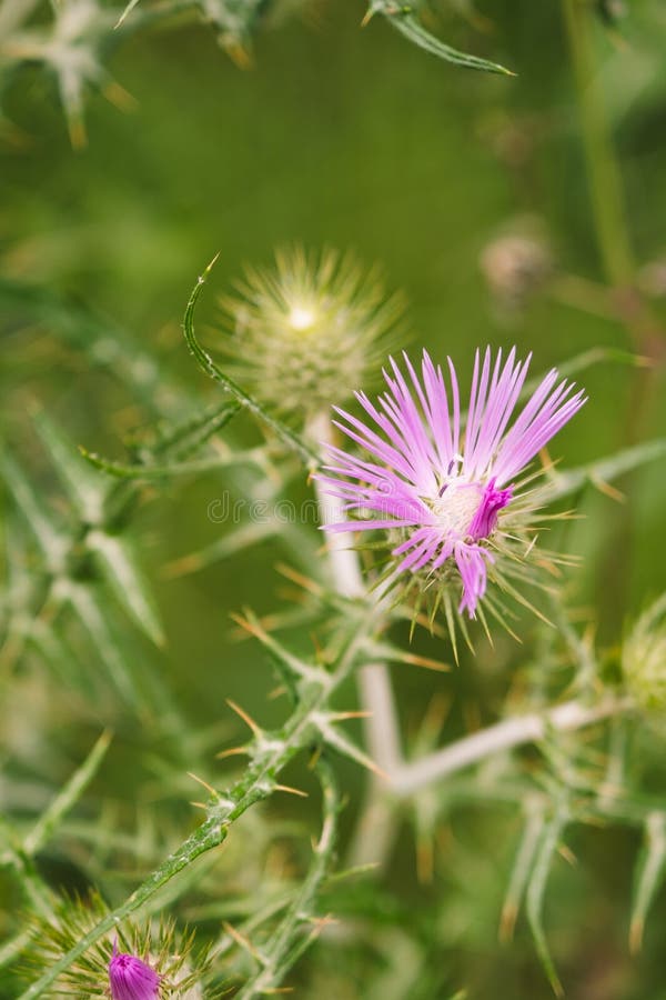 Plant with Purple Spikes in the Middle of the Forest Stock Image ...