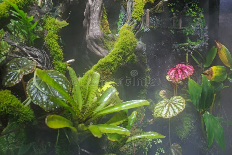 Plant of rainforest stock photo. Image of flower, rain - 244593890