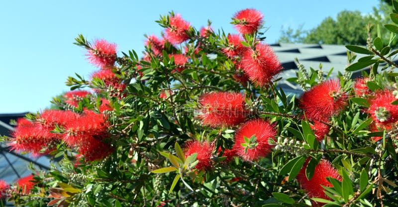 Plant, Rambutan, Flower, Vegetation Stock Photo - Image of combretaceae ...