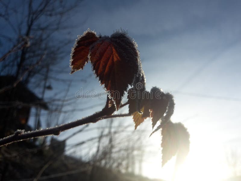 Plant stock photo. Image of plant, frost, raspberry - 137029964